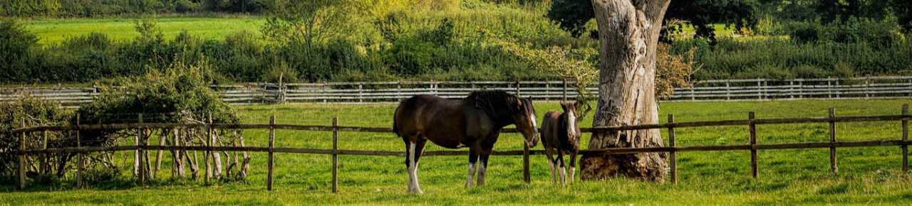 Contact Croots Farm Shop